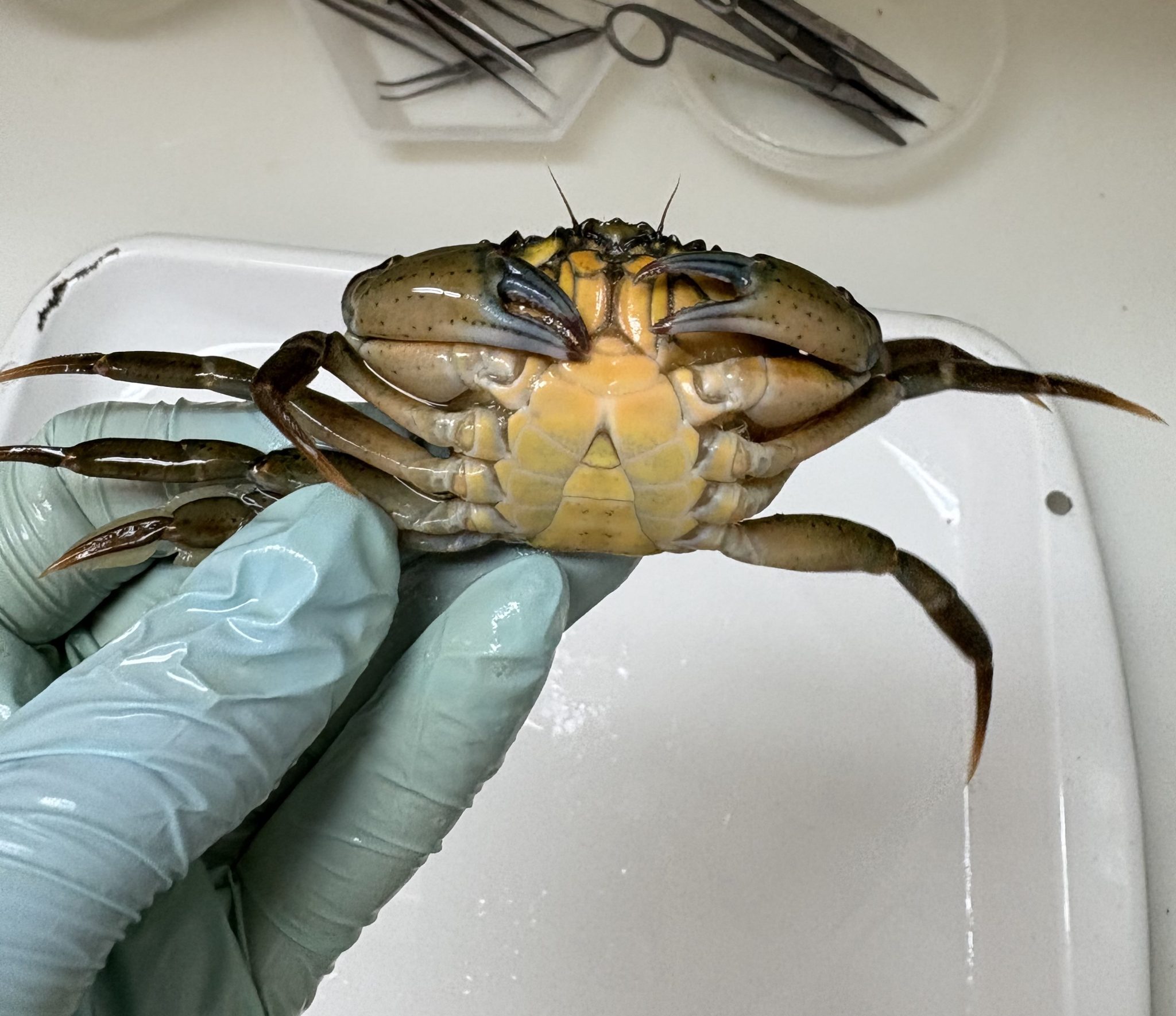 This tiny invasive crab could spell big trouble for Quebec - Cottage Life
