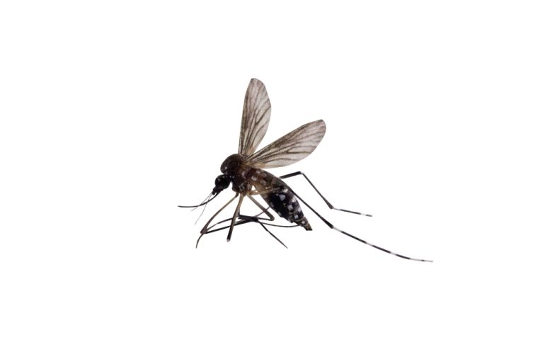 Cottage Q&A: Why am I seeing mosquitoes in January? - Cottage Life